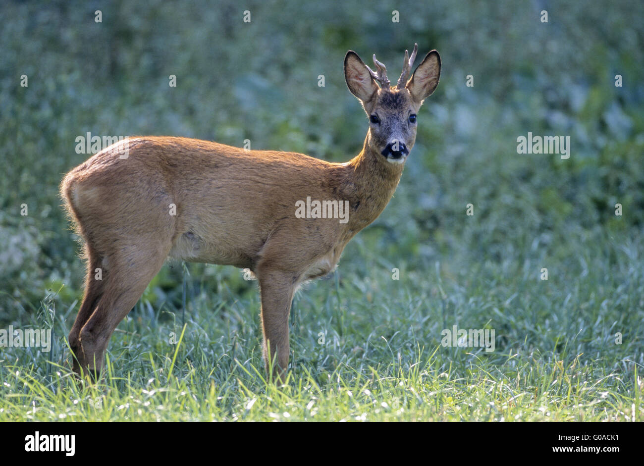 Young Roe Deer buck with abnormal antler Stock Photo - Alamy