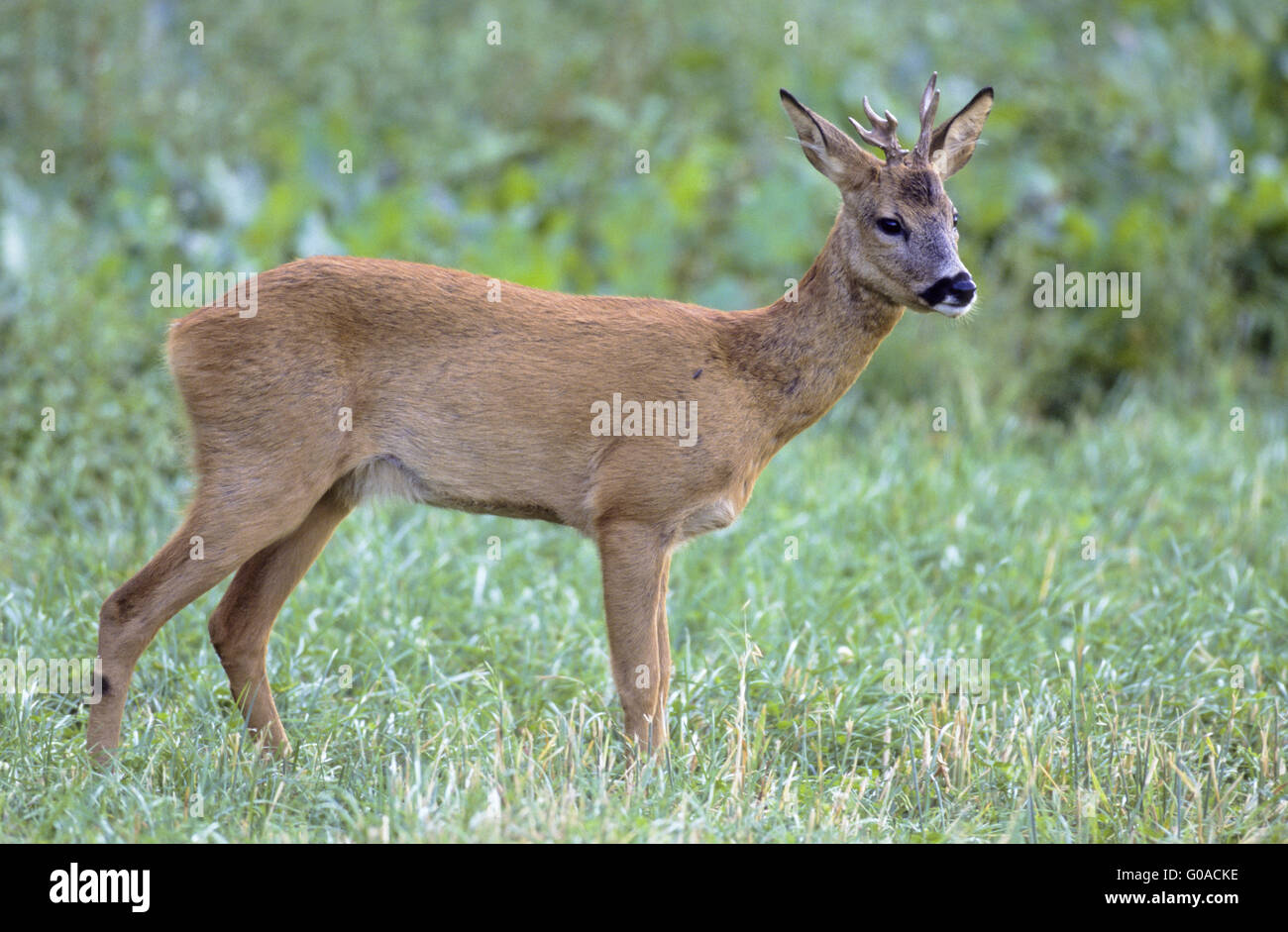 Young Roe Deer buck with abnormal antler Stock Photo - Alamy