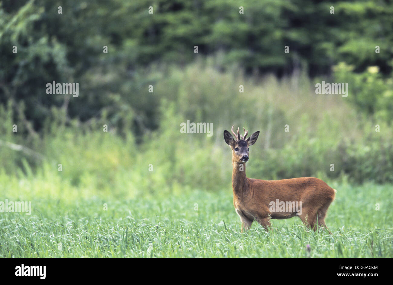 Roe Deer buck with abnormal antler Stock Photo - Alamy
