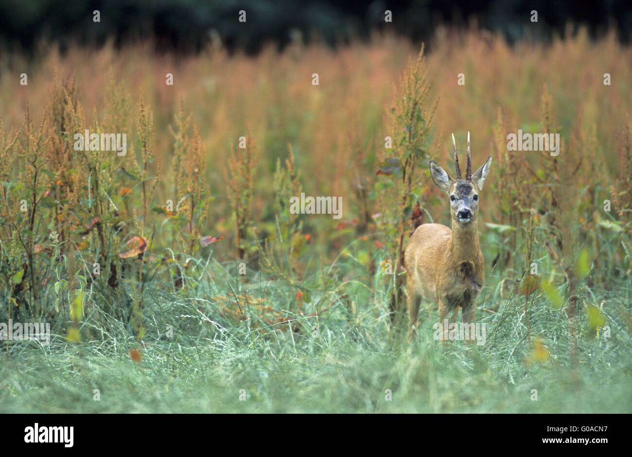 Roe Deer buck in the rut looking alert Stock Photo - Alamy