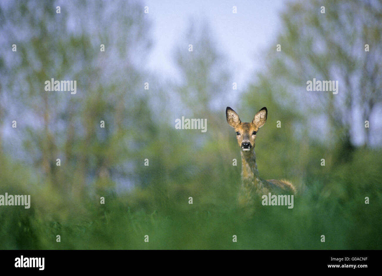 Doe looking hi-res stock photography and images - Alamy