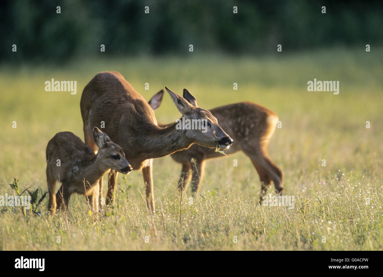 Roe Deer doe and fawns grazing in a forest meadow Stock Photo - Alamy