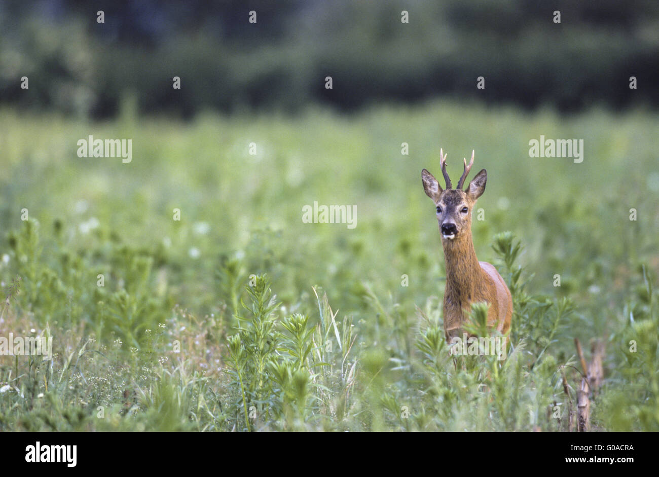 Roe Deer buck in the rut - (Western Roe Deer Stock Photo - Alamy
