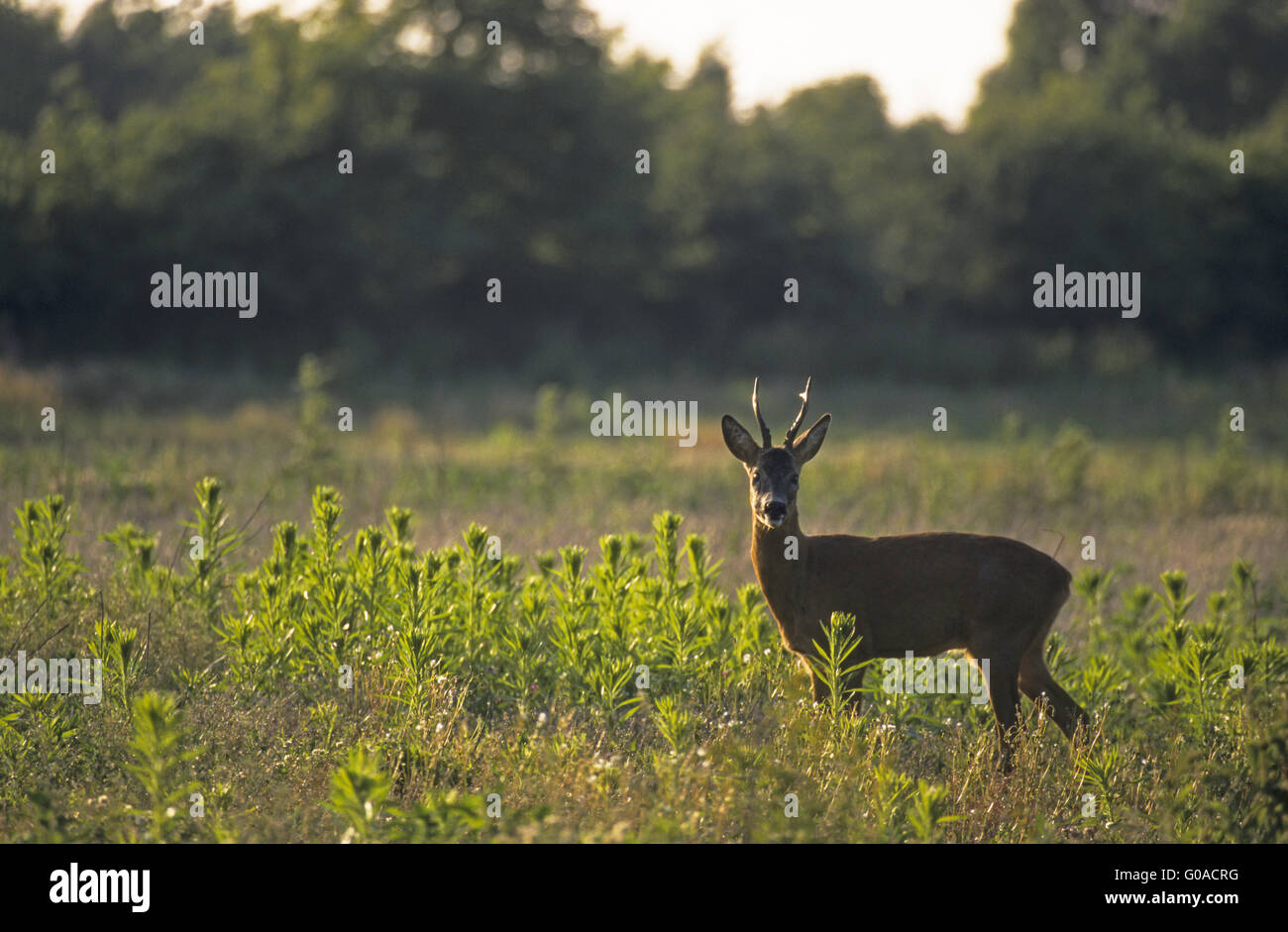 Roe Deer buck in the rut - (Western Roe Deer Stock Photo - Alamy