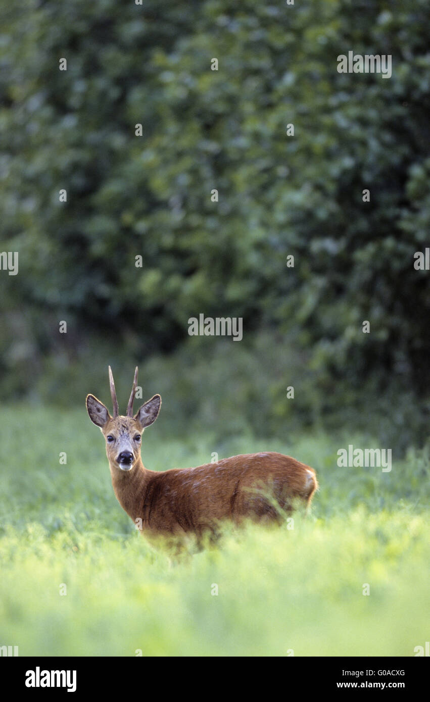 Roe Deer buck in the rut in a field Stock Photo - Alamy