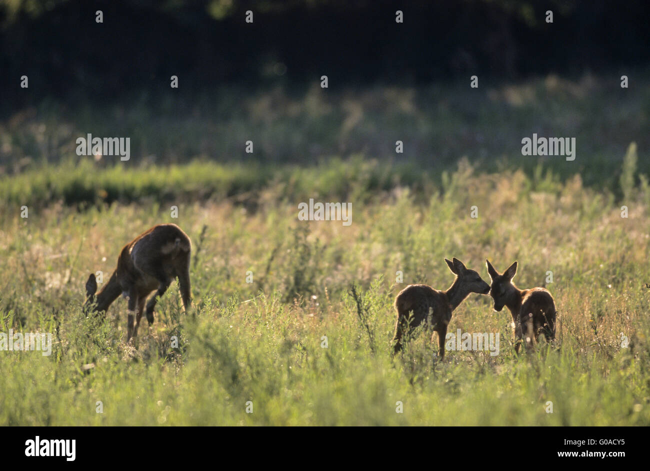 Roe Deer doe and fawns in a forest meadow Stock Photo - Alamy