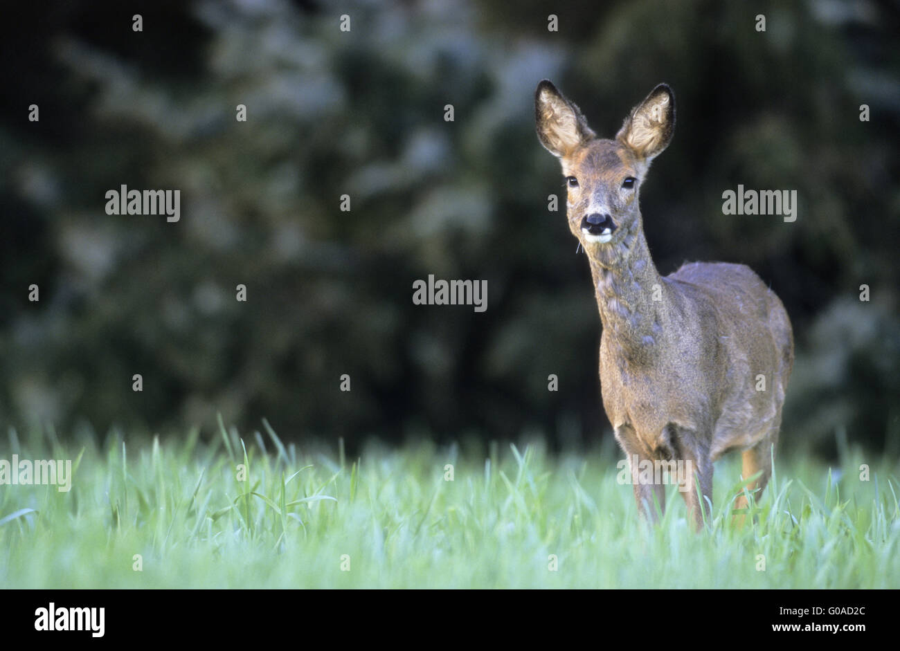 Roe Deer doe looking towards to the photographer Stock Photo - Alamy