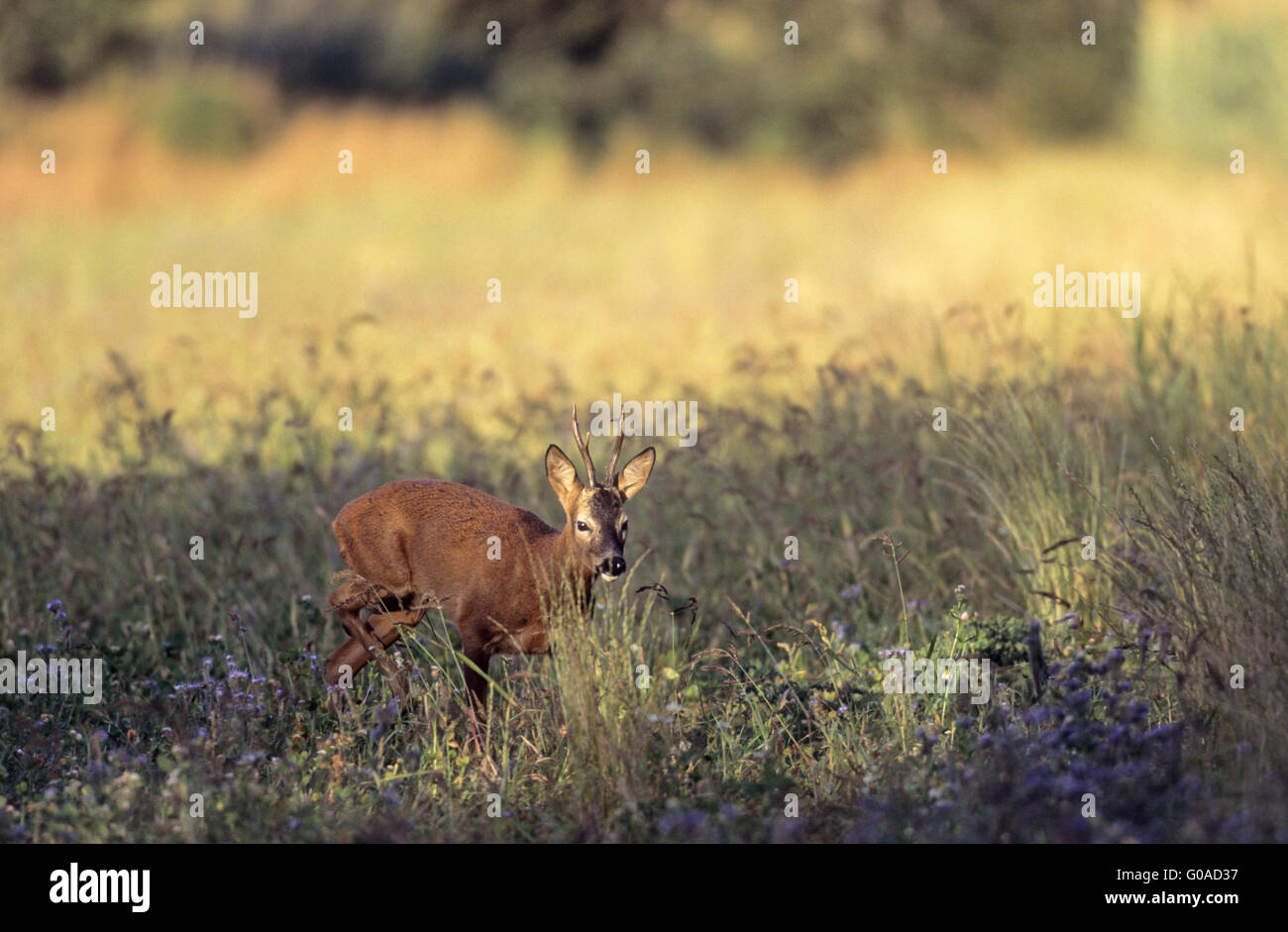 Roe Deer buck in the rut crossing a meadow Stock Photo - Alamy