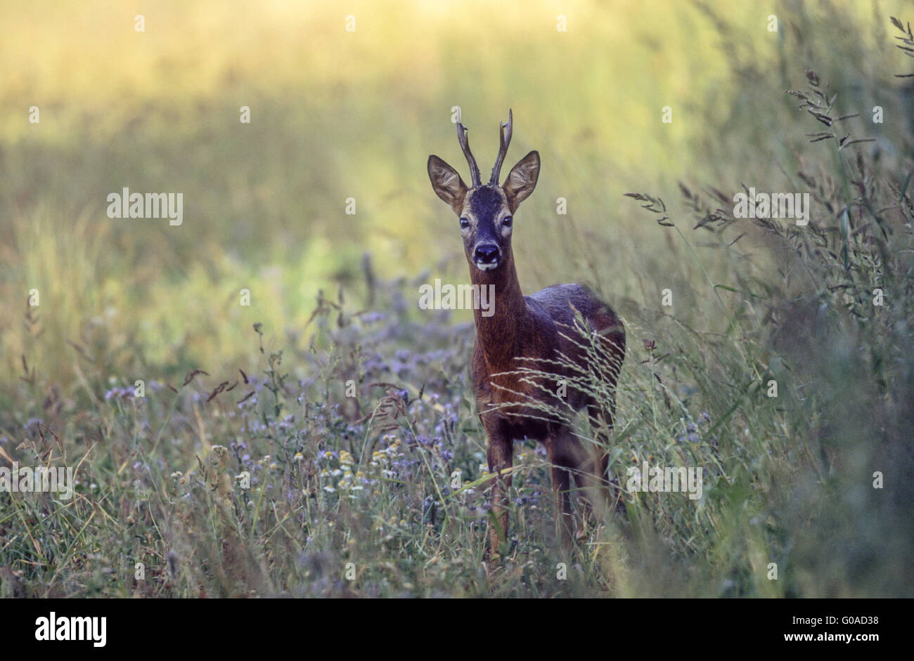 Roe Deer buck in the rut looking alert Stock Photo - Alamy