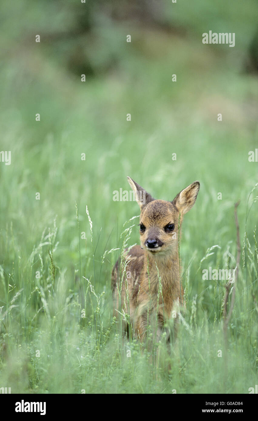 Roe Deer fawn standing in high vegetation Stock Photo - Alamy
