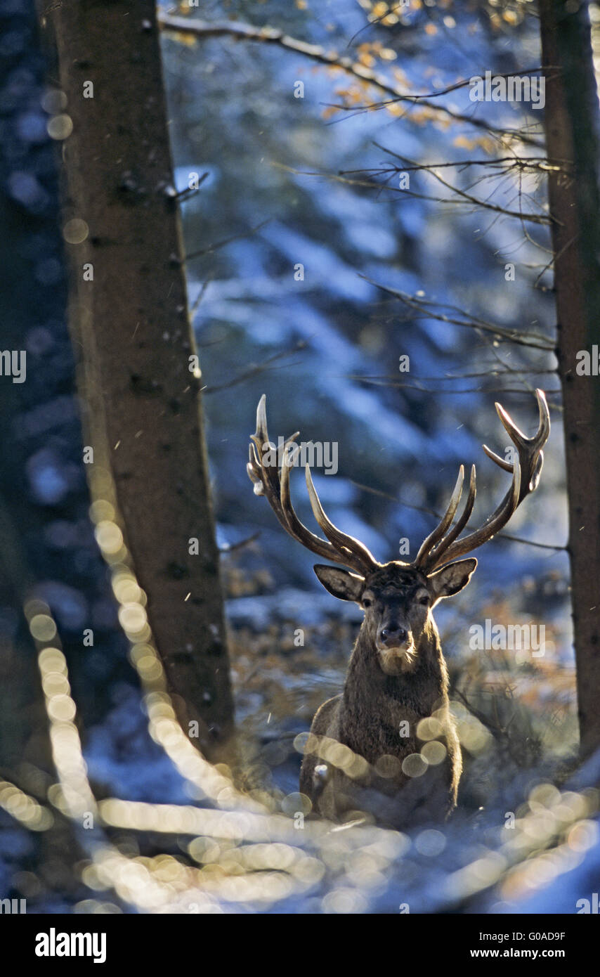 Freezing alert hi-res stock photography and images - Alamy