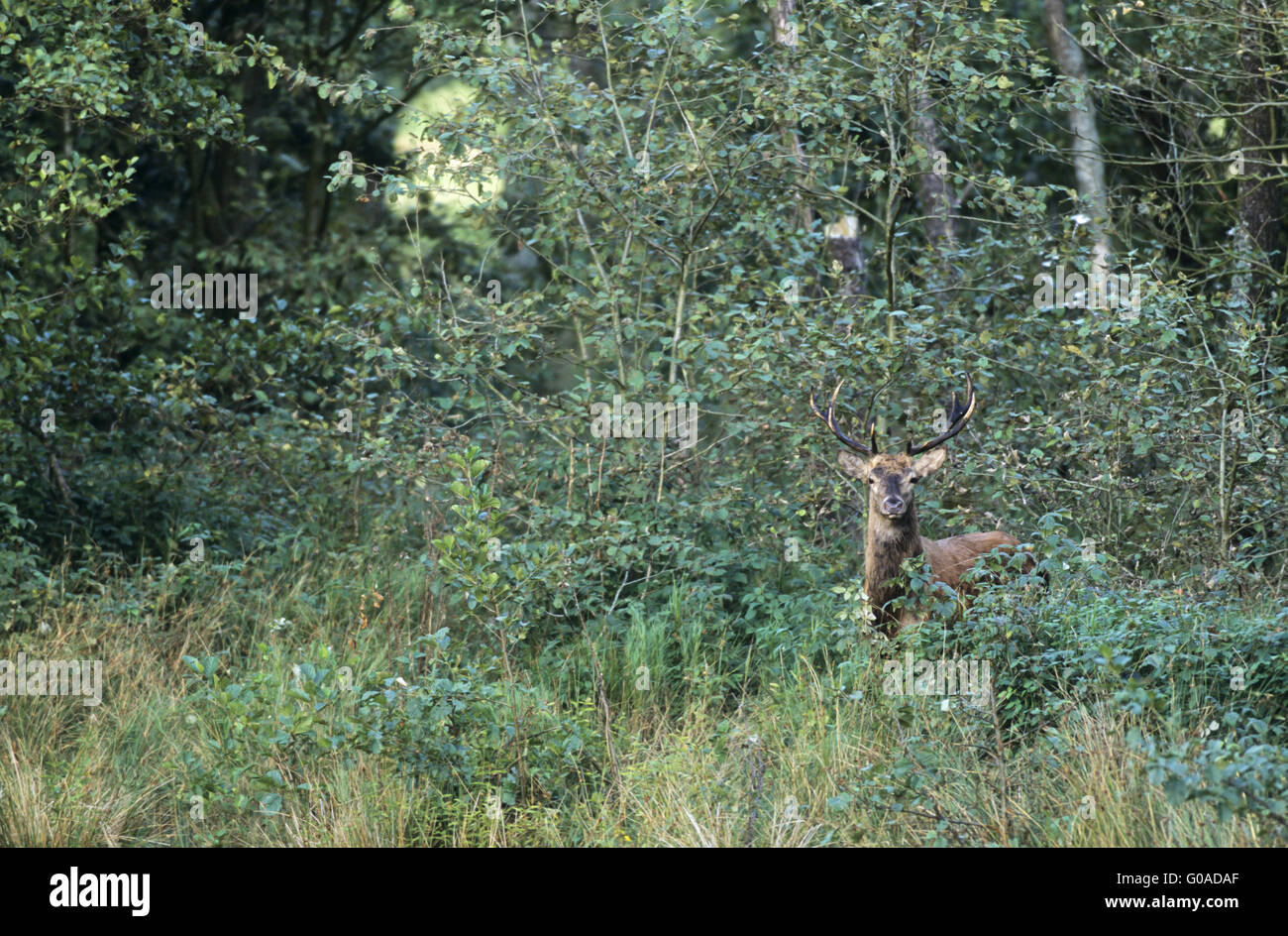 Wallows hi-res stock photography and images - Alamy