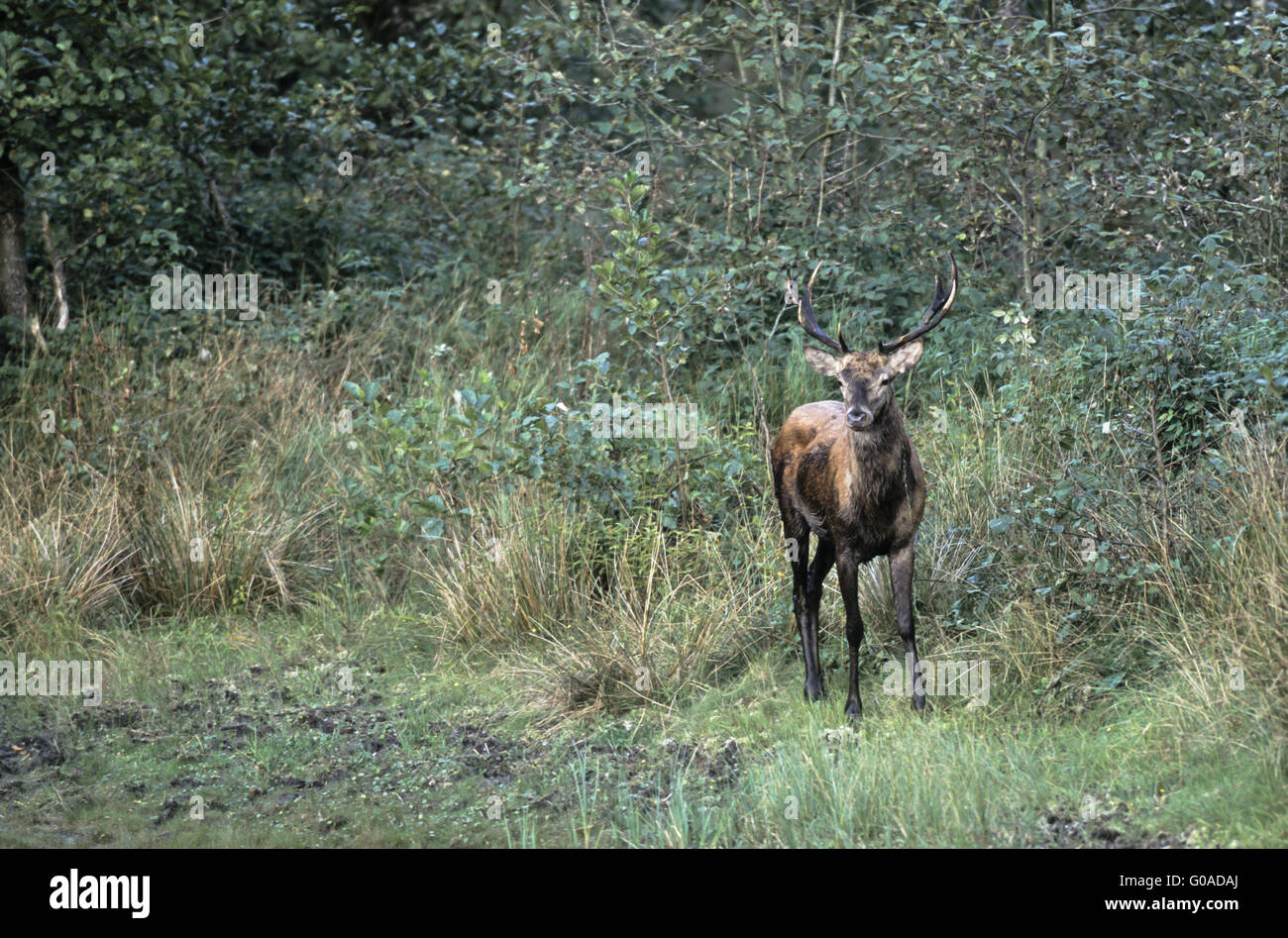 Young Red Deer stag next to a wallow Stock Photo - Alamy
