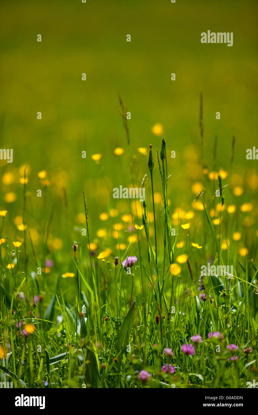 Fresh green meadow in spring in vivid colors Stock Photo - Alamy