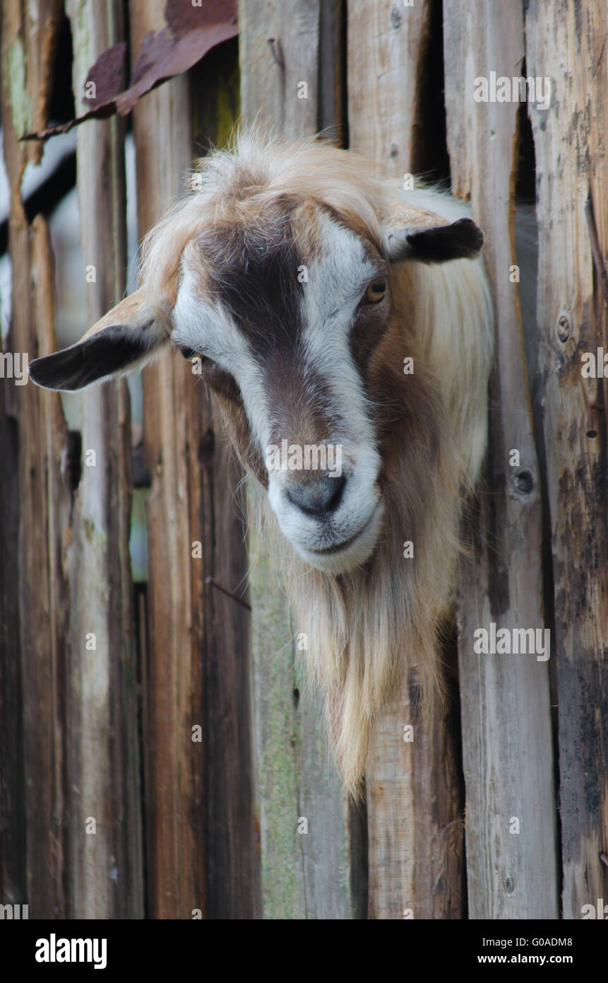 Bearded goat hi-res stock photography and images - Alamy