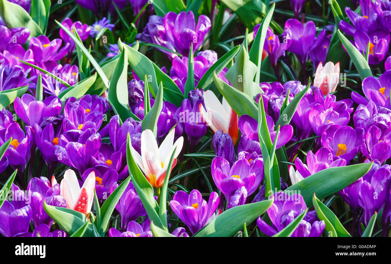 Spring purple crocuses and white tulips (macro Stock Photo - Alamy