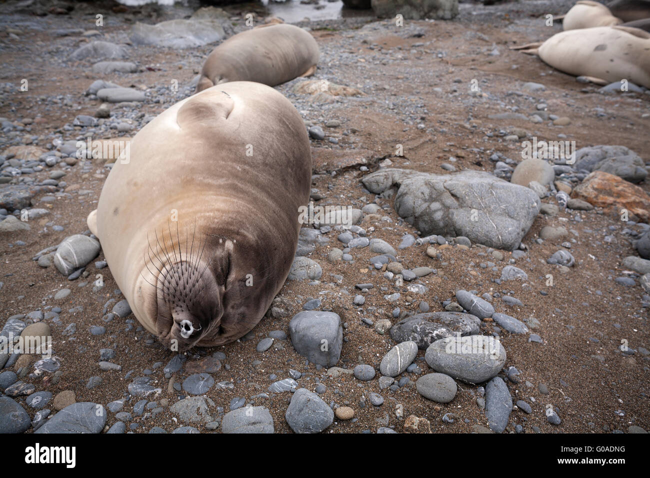 A female Northern Elephant Seal (Mirounga angustirostris) laying on the ...