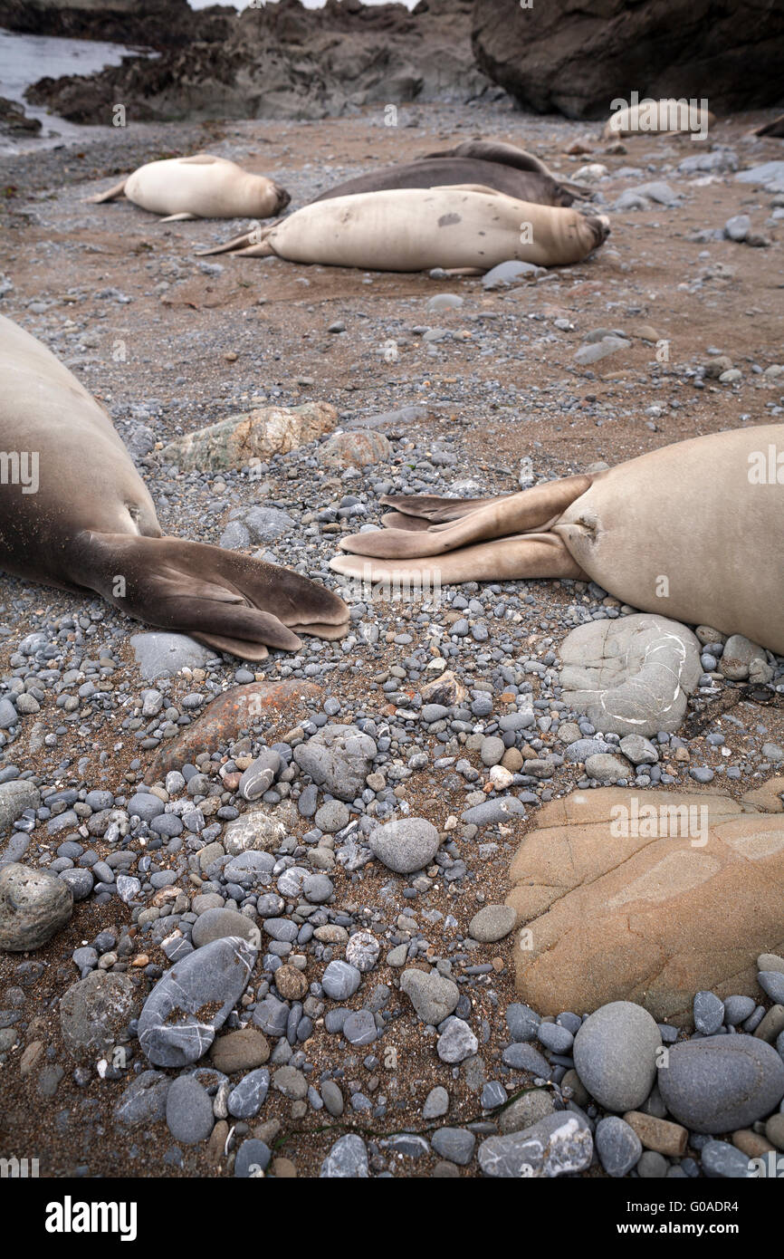 Female Northern Elephant Seals (Mirounga angustirostris) laying on the ...