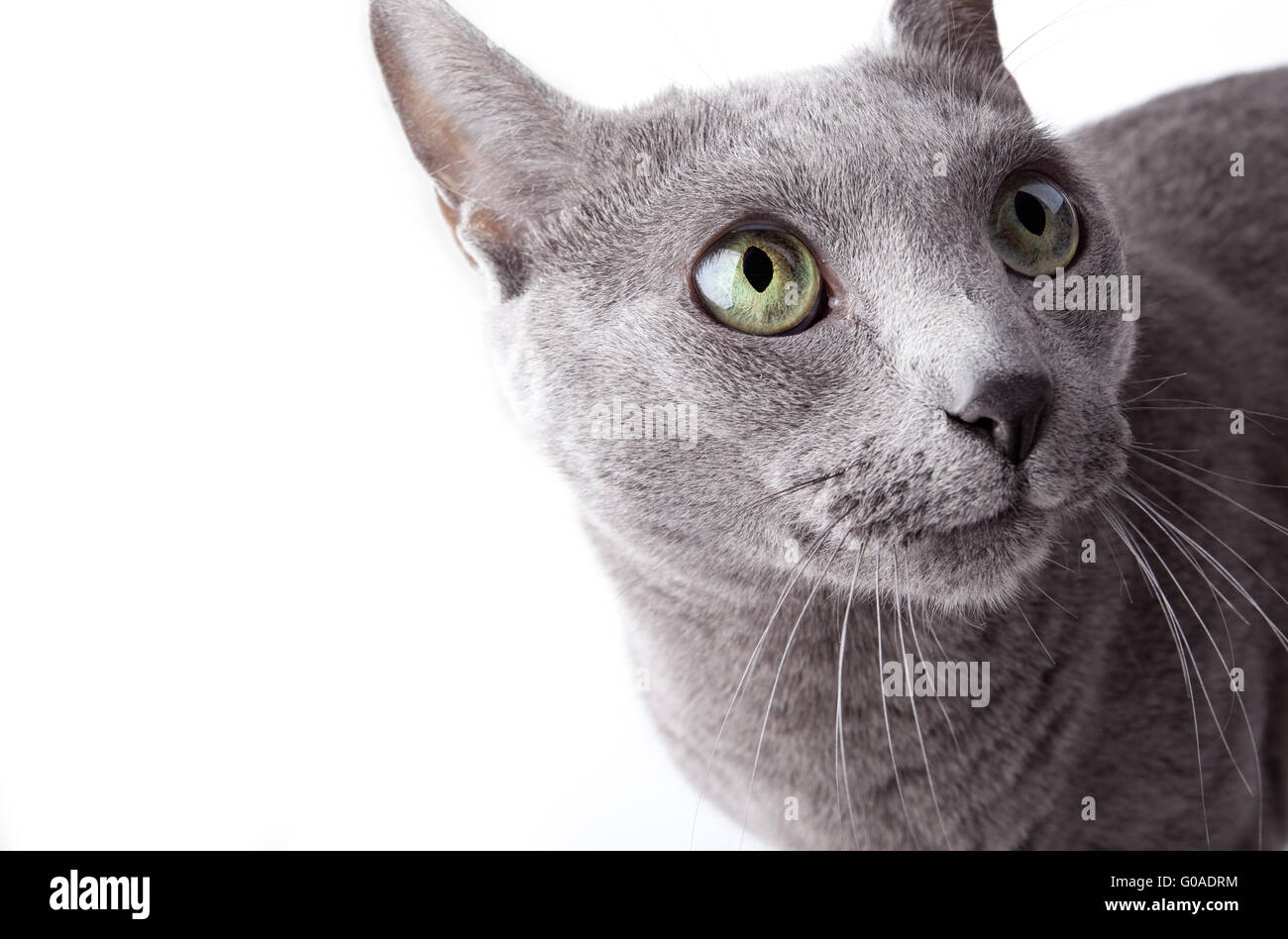 Interesting Looking Cat