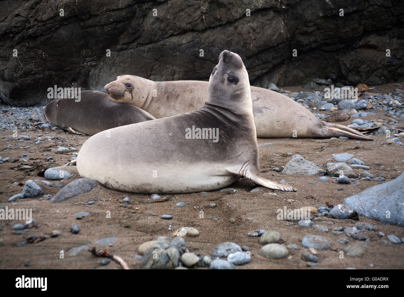 A female Northern Elephant Seal (Mirounga angustirostris) being playful ...