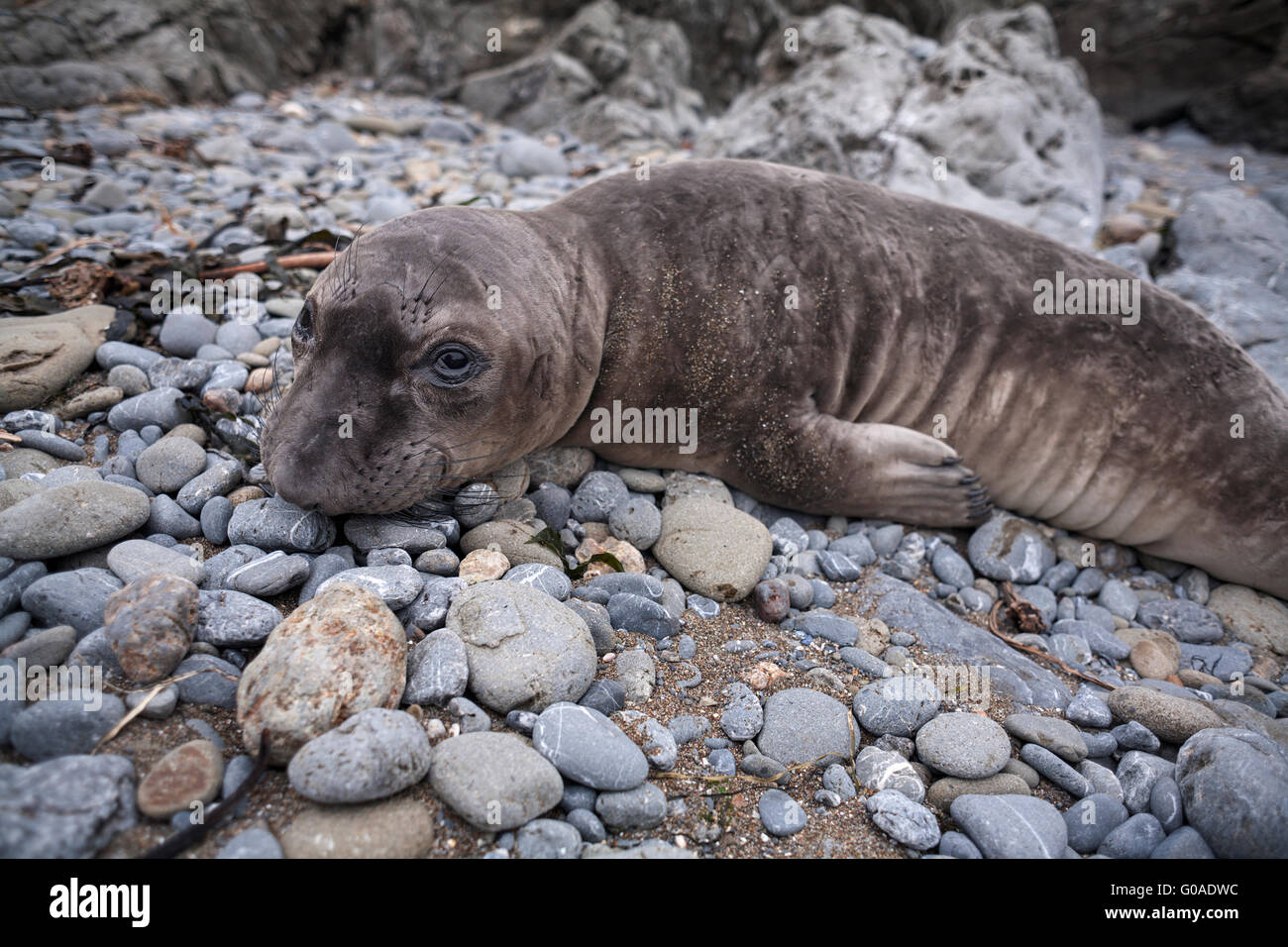 Elephant seal baby hi-res stock photography and images - Alamy