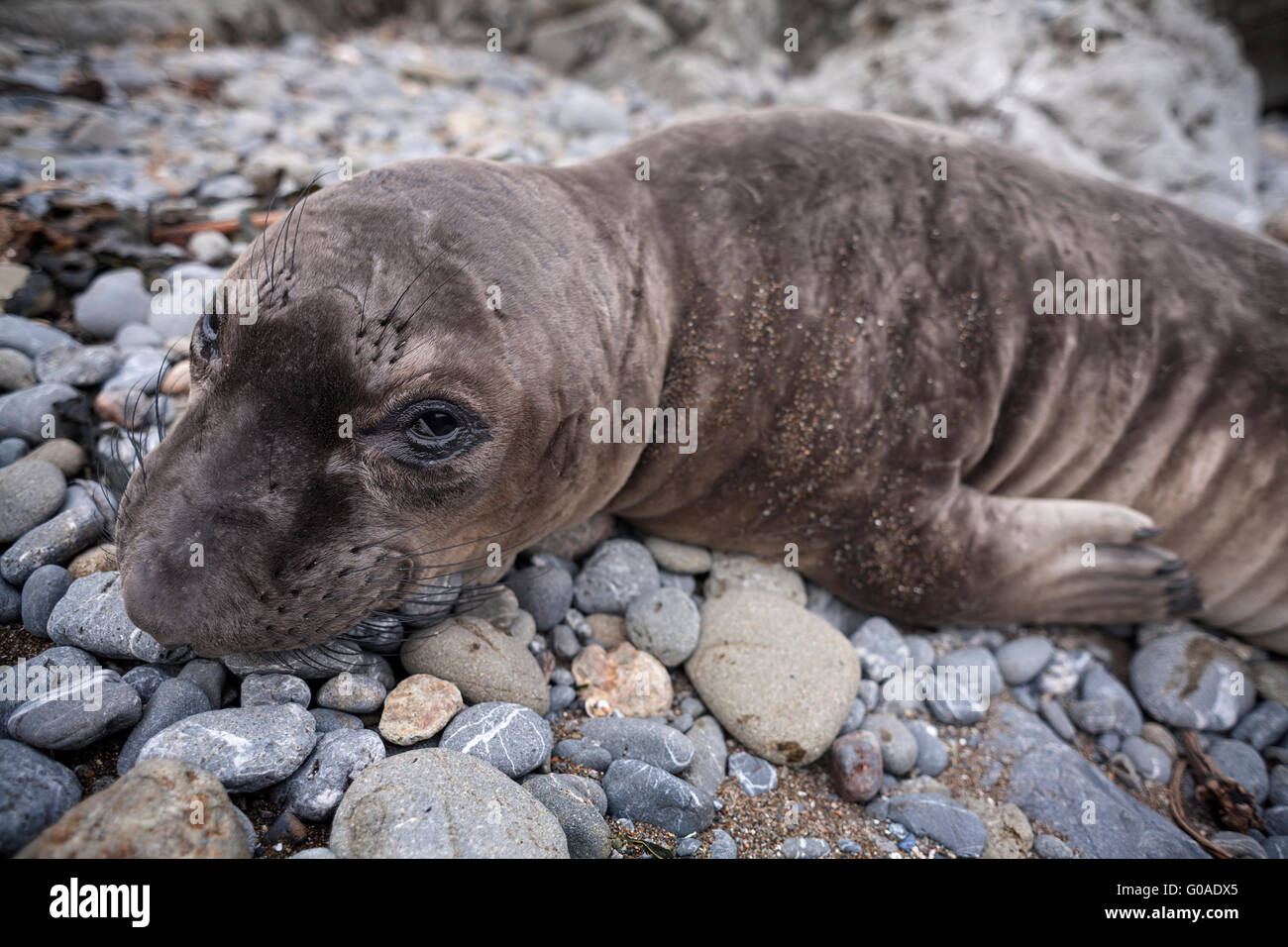 A Northern Elephant Seal pup (Mirounga angustirostris) laying on a ...