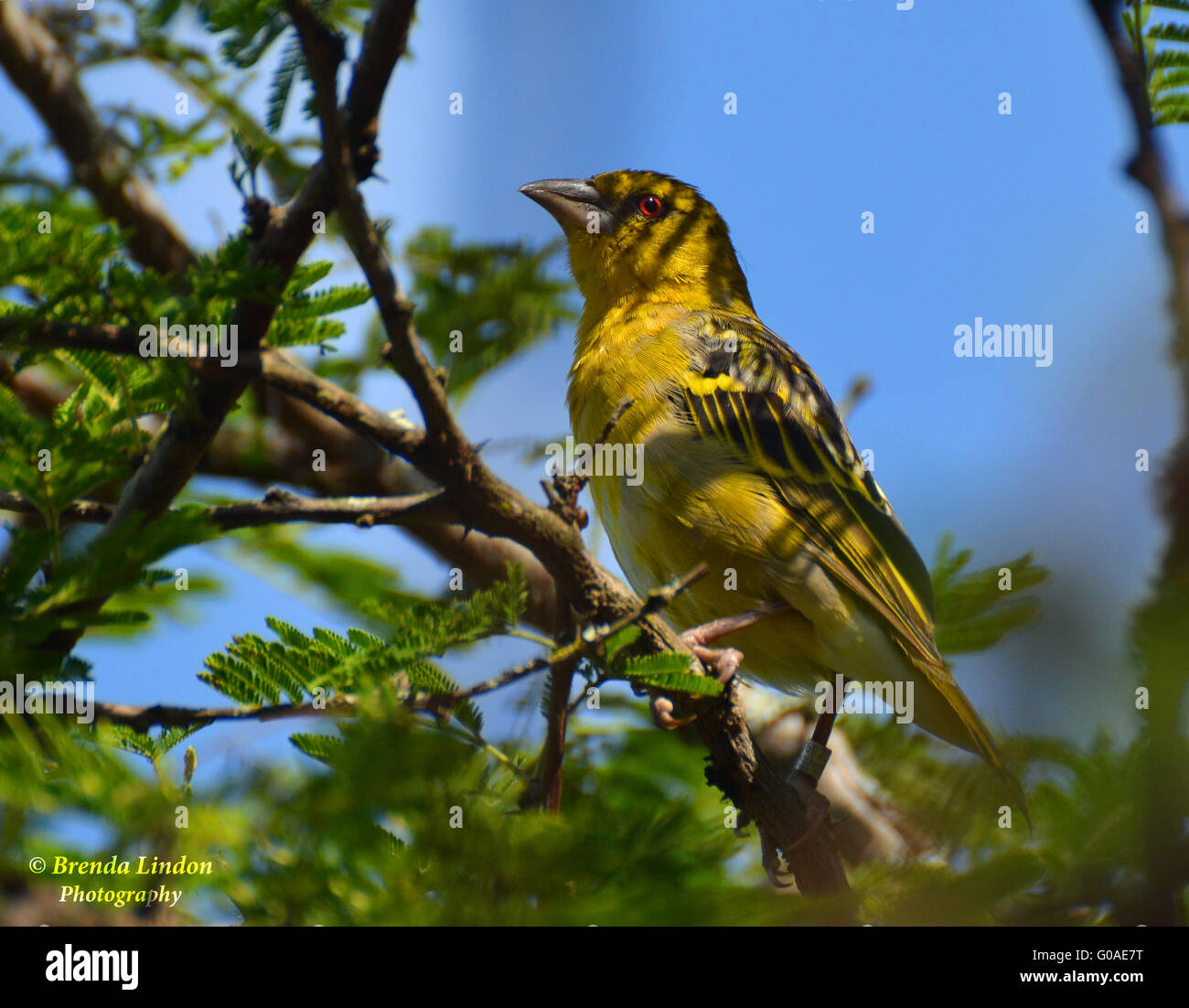 Female weaver hi-res stock photography and images - Alamy
