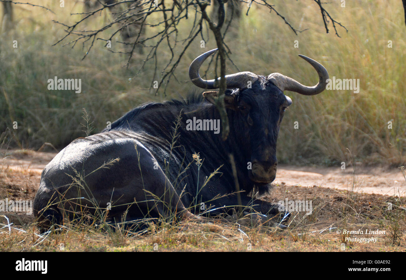 A Blue Wildebeest bull lying in the shade of an acacia tree in Tala ...