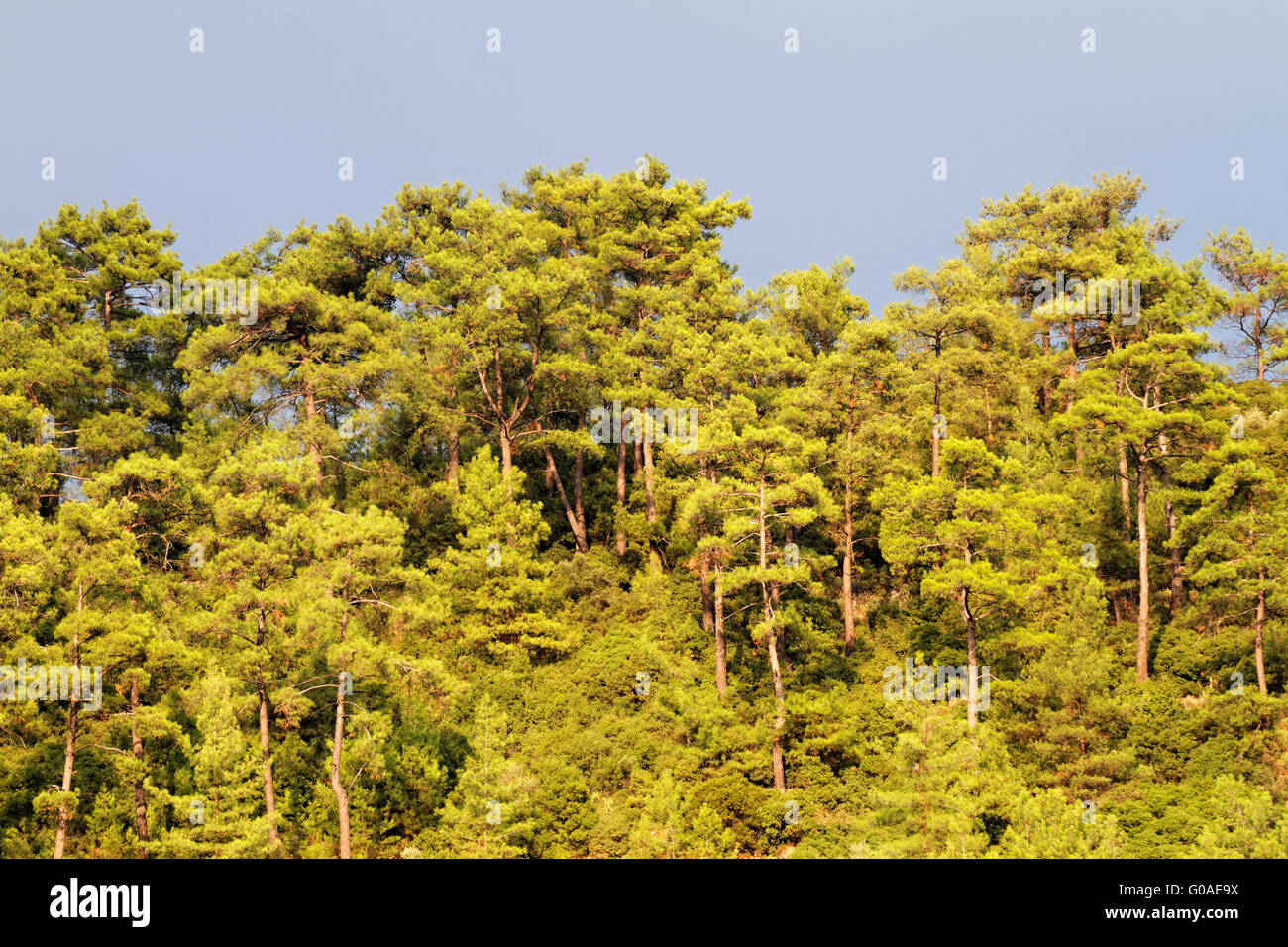 Beautiful green forest on hi-res stock photography and images - Alamy