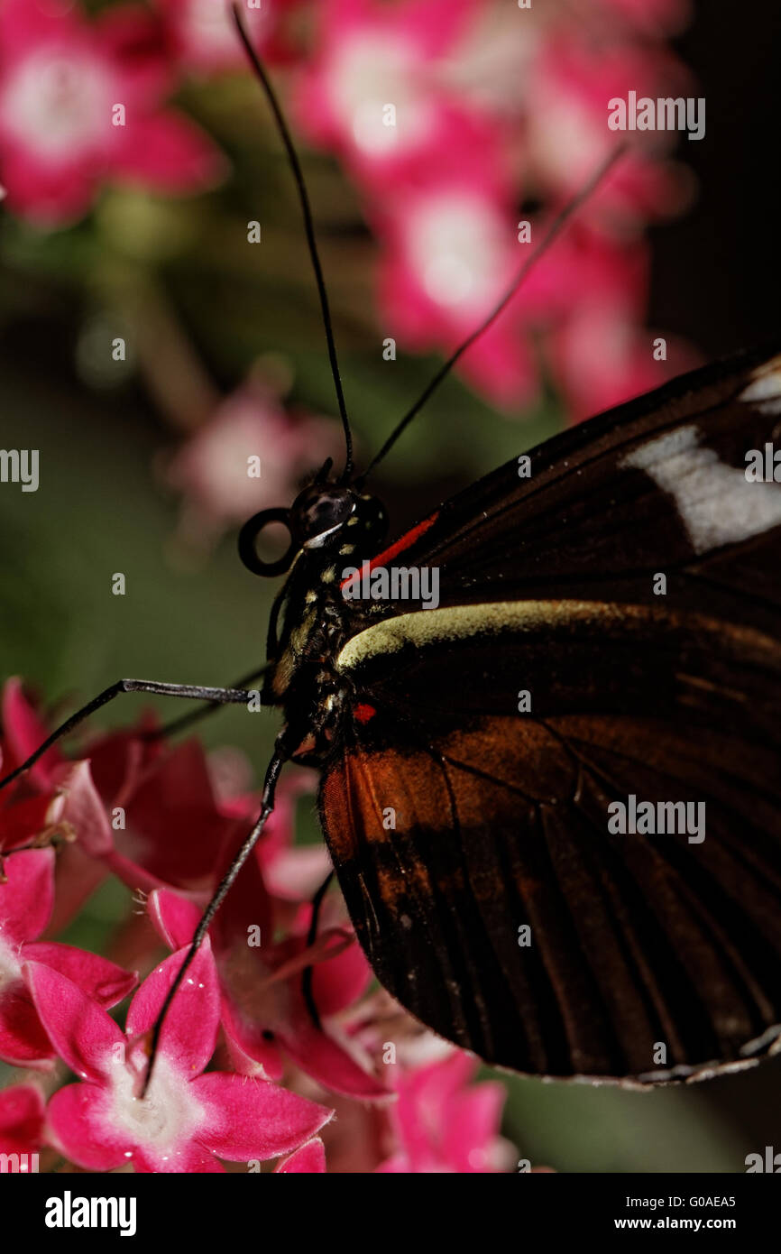 Photo of a beautiful colorful butterfly at work Stock Photo - Alamy