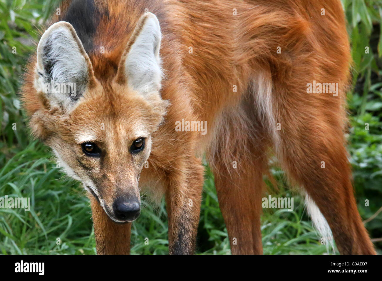 Brachirurus hi-res stock photography and images - Alamy