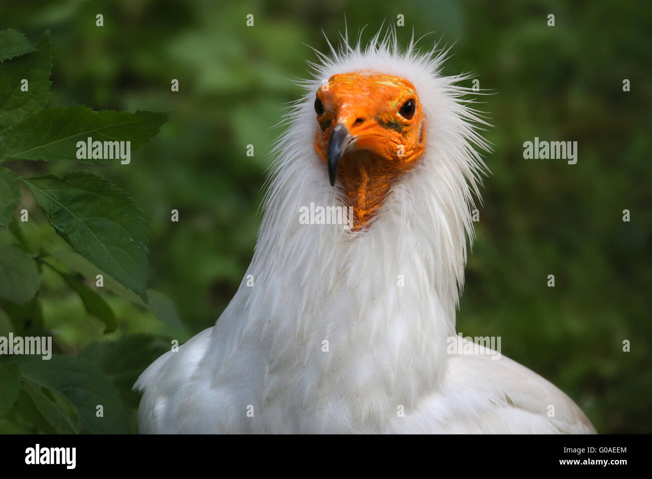 Aasvogel hi-res stock photography and images - Alamy