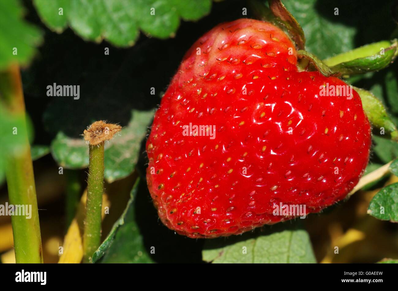 Strawber hi-res stock photography and images - Alamy
