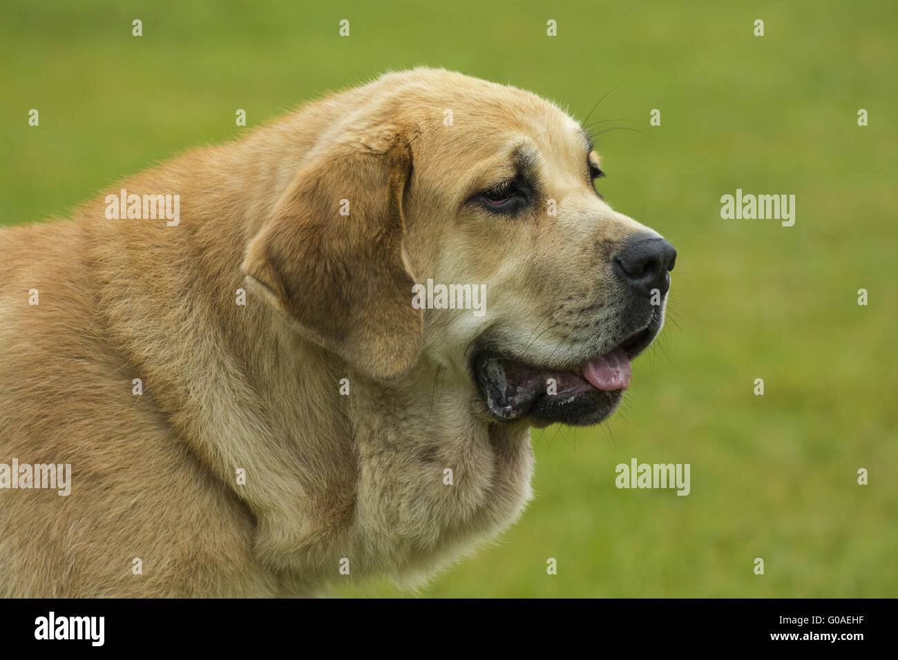 Spanischer mastiff hi-res stock photography and images - Alamy