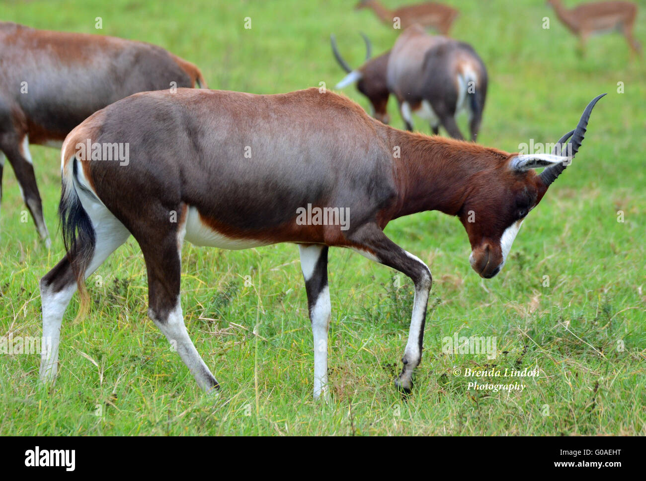 Blesbok antelope hi-res stock photography and images - Alamy