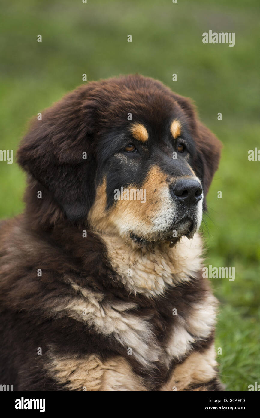 Tibetan mastiff hi-res stock photography and images - Alamy