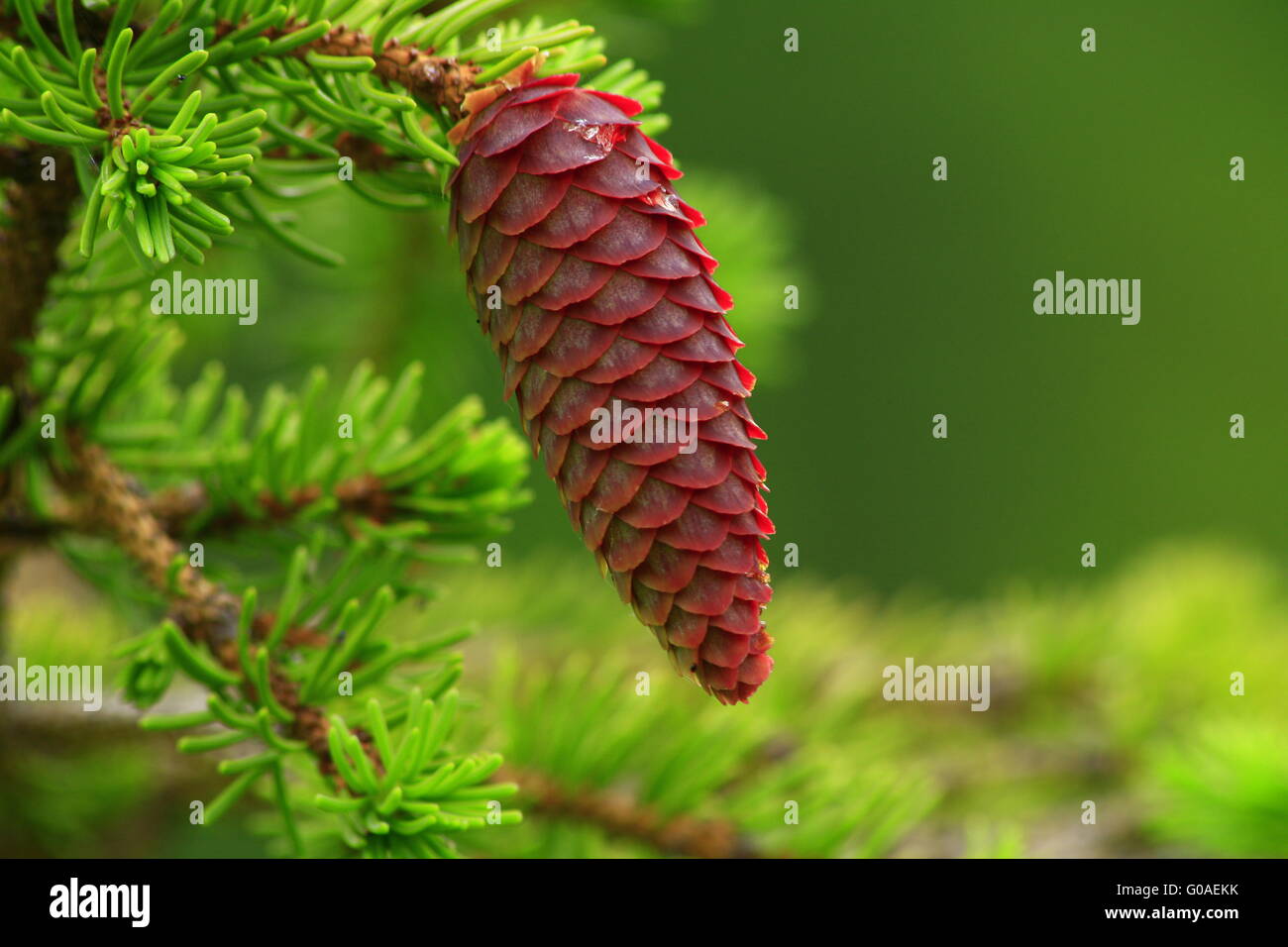 Spruce cone in Tyrolean Mountain wood Stock Photo - Alamy