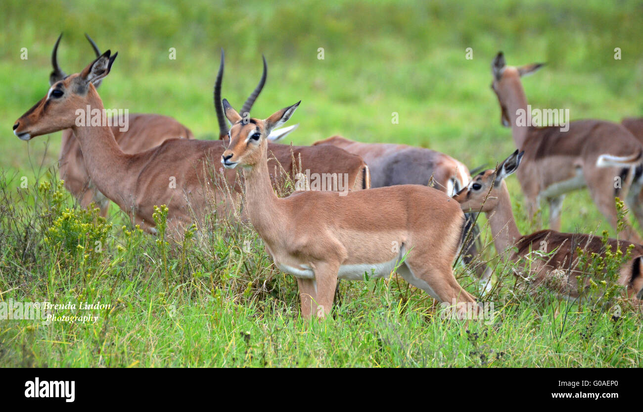 A female impala hi-res stock photography and images - Alamy