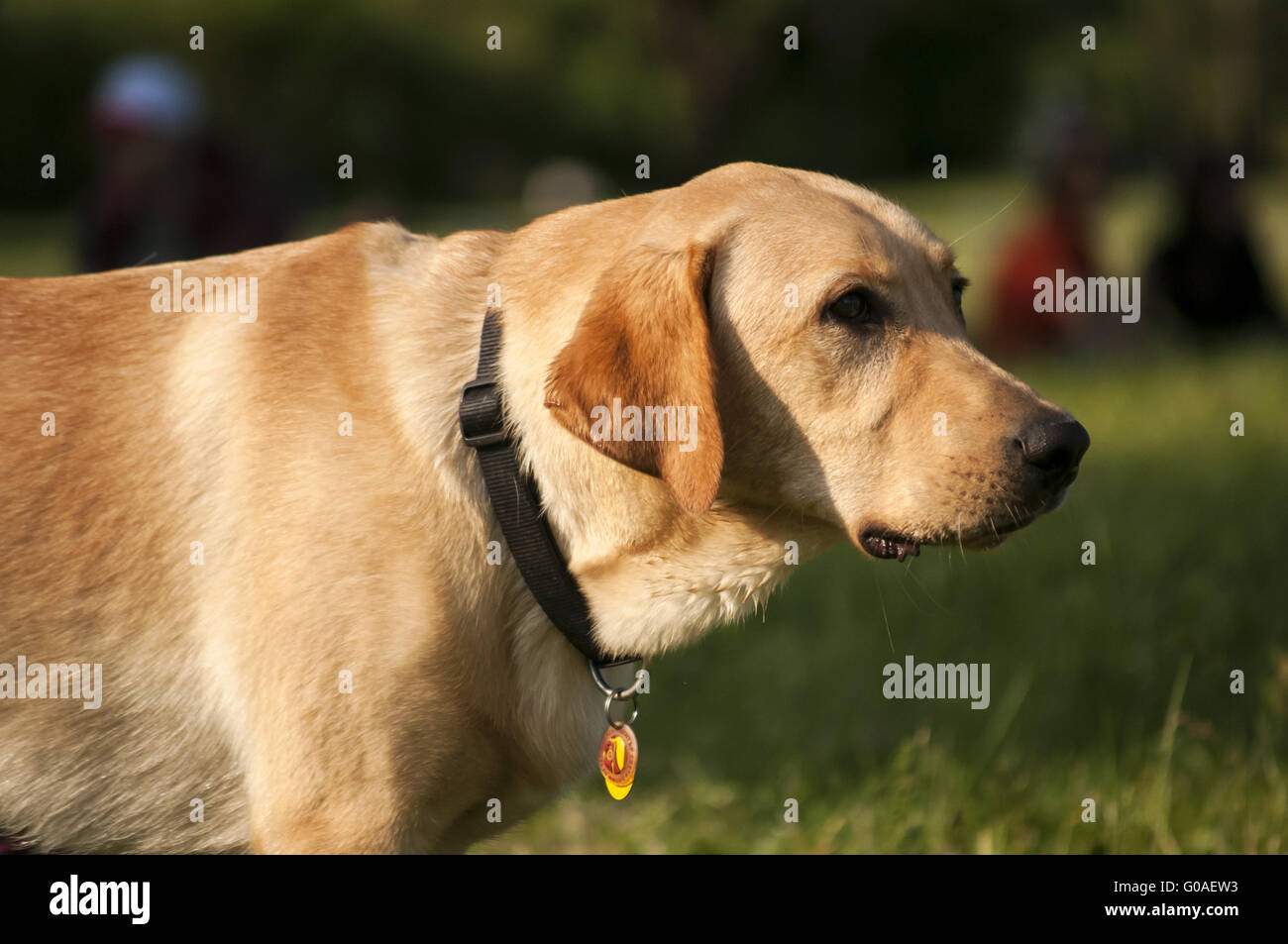 Cream labrador retriever dog closeup in park Stock Photo - Alamy