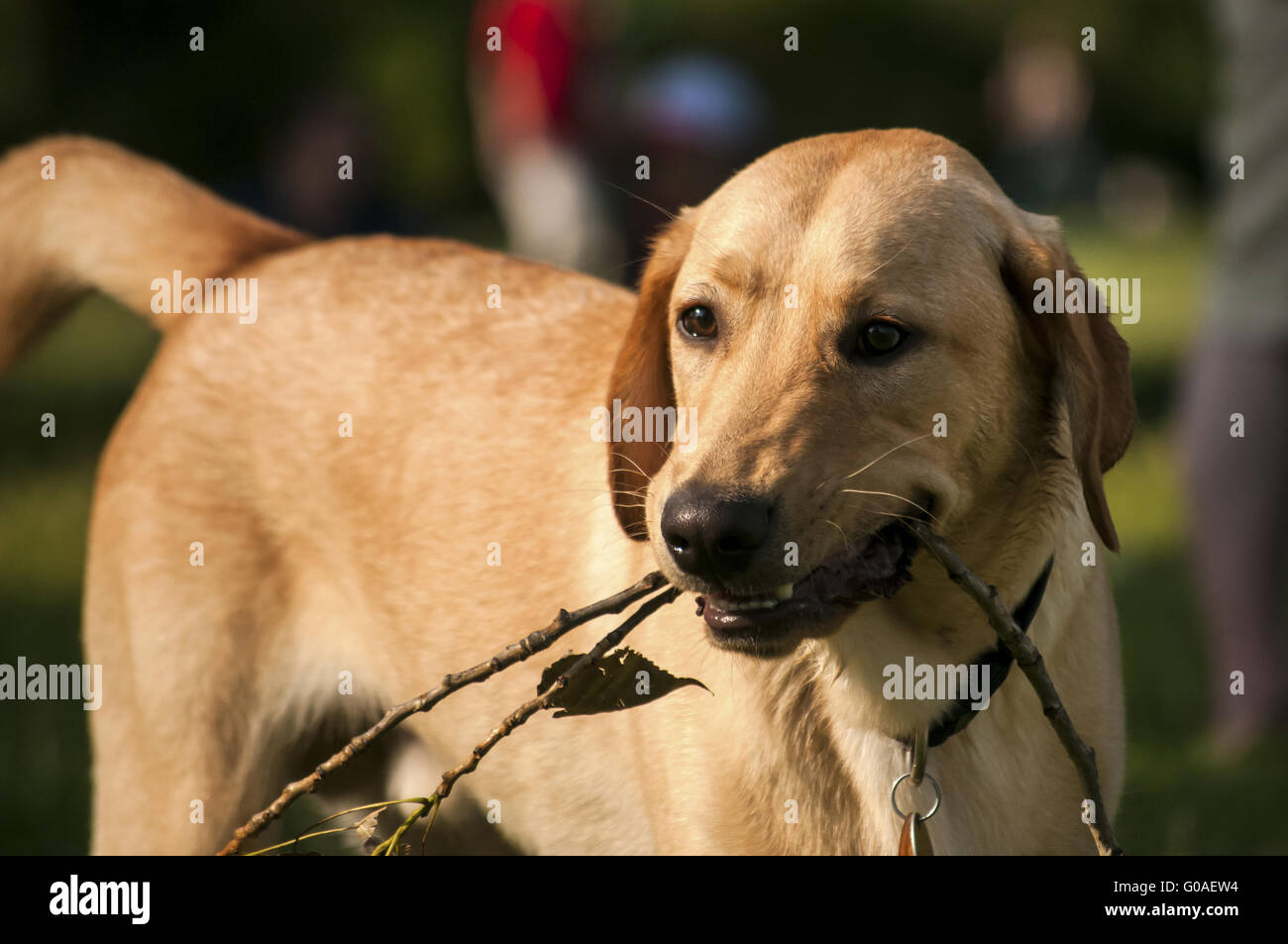 Cream labrador hi-res stock photography and images - Alamy
