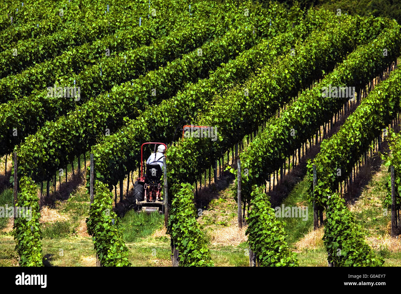 Viticultural areas hi-res stock photography and images - Alamy