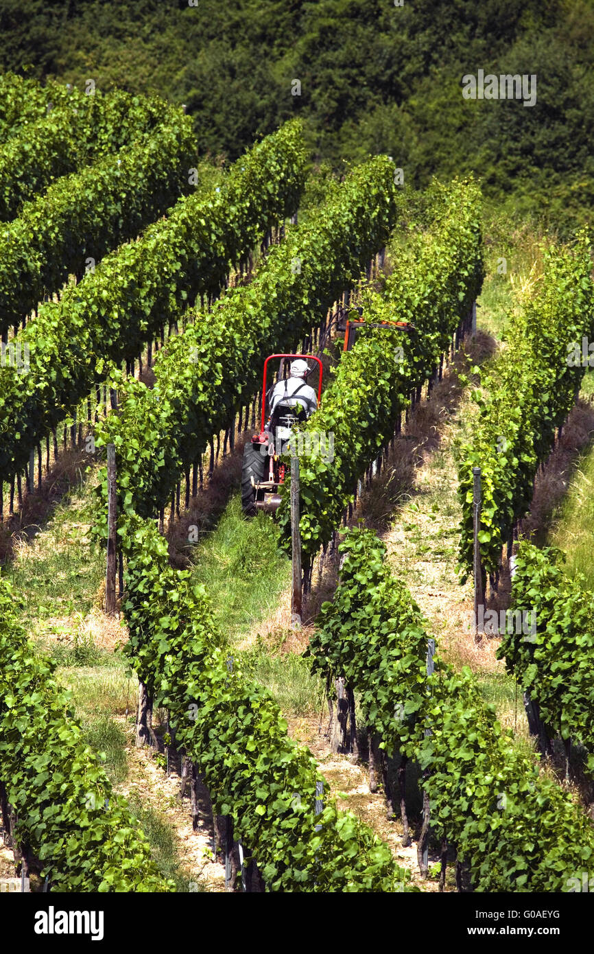 Pruning grapevines hi-res stock photography and images - Alamy