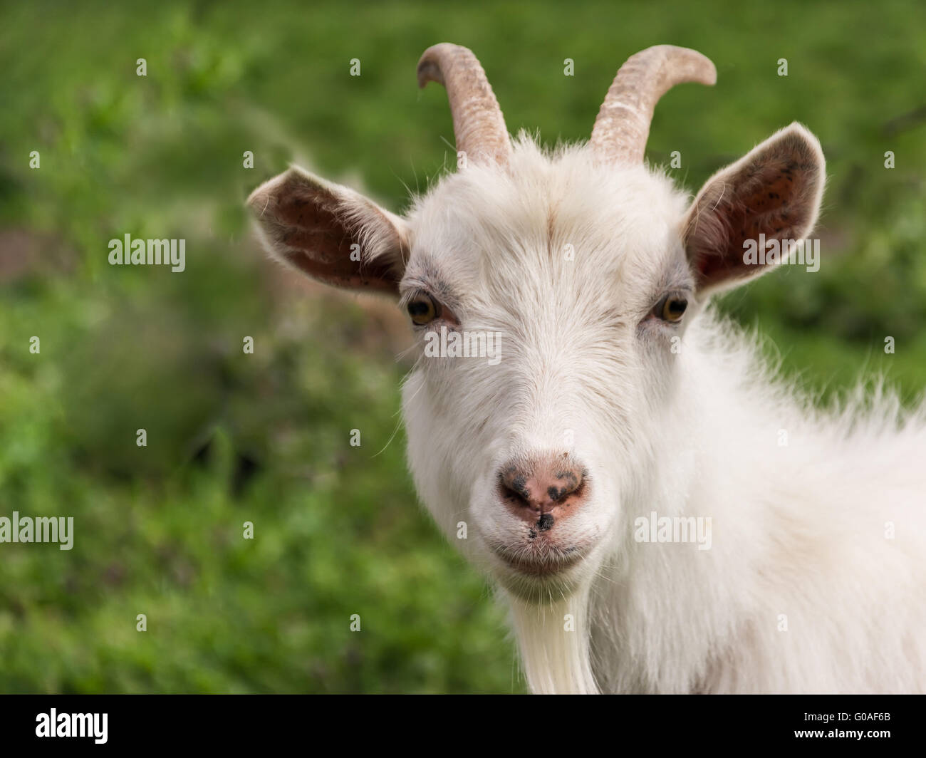 Domestic white goat chewing grass hi-res stock photography and images ...