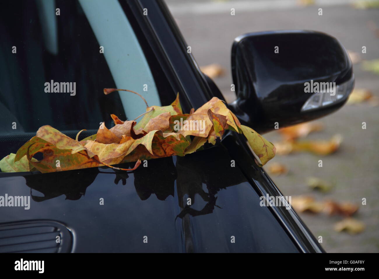 Weather leaves car hi-res stock photography and images - Alamy