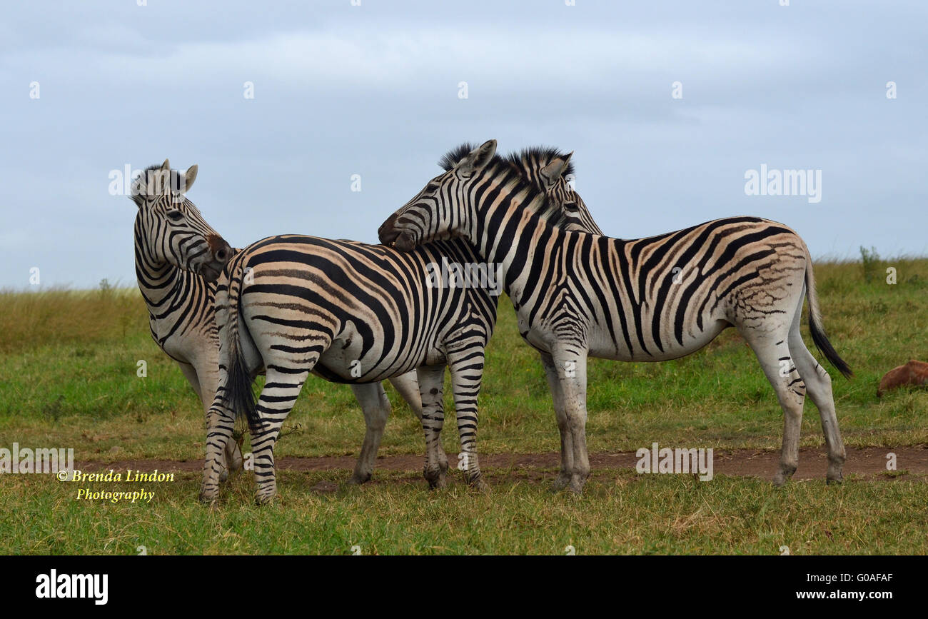 Family of zebra hi-res stock photography and images - Alamy