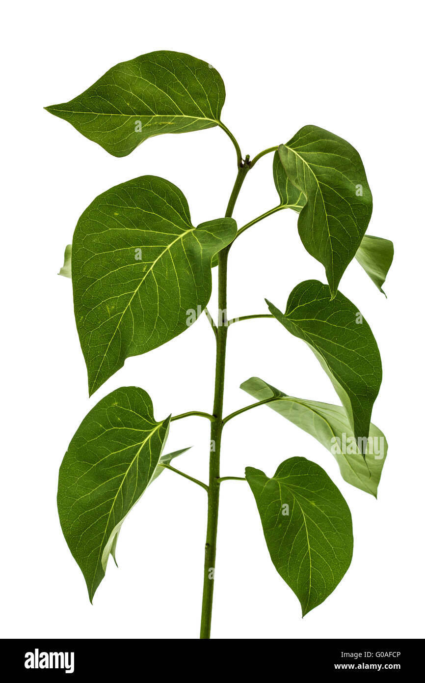 Green leaves of Lilac, Syringa vulgaris, isolated on white background ...
