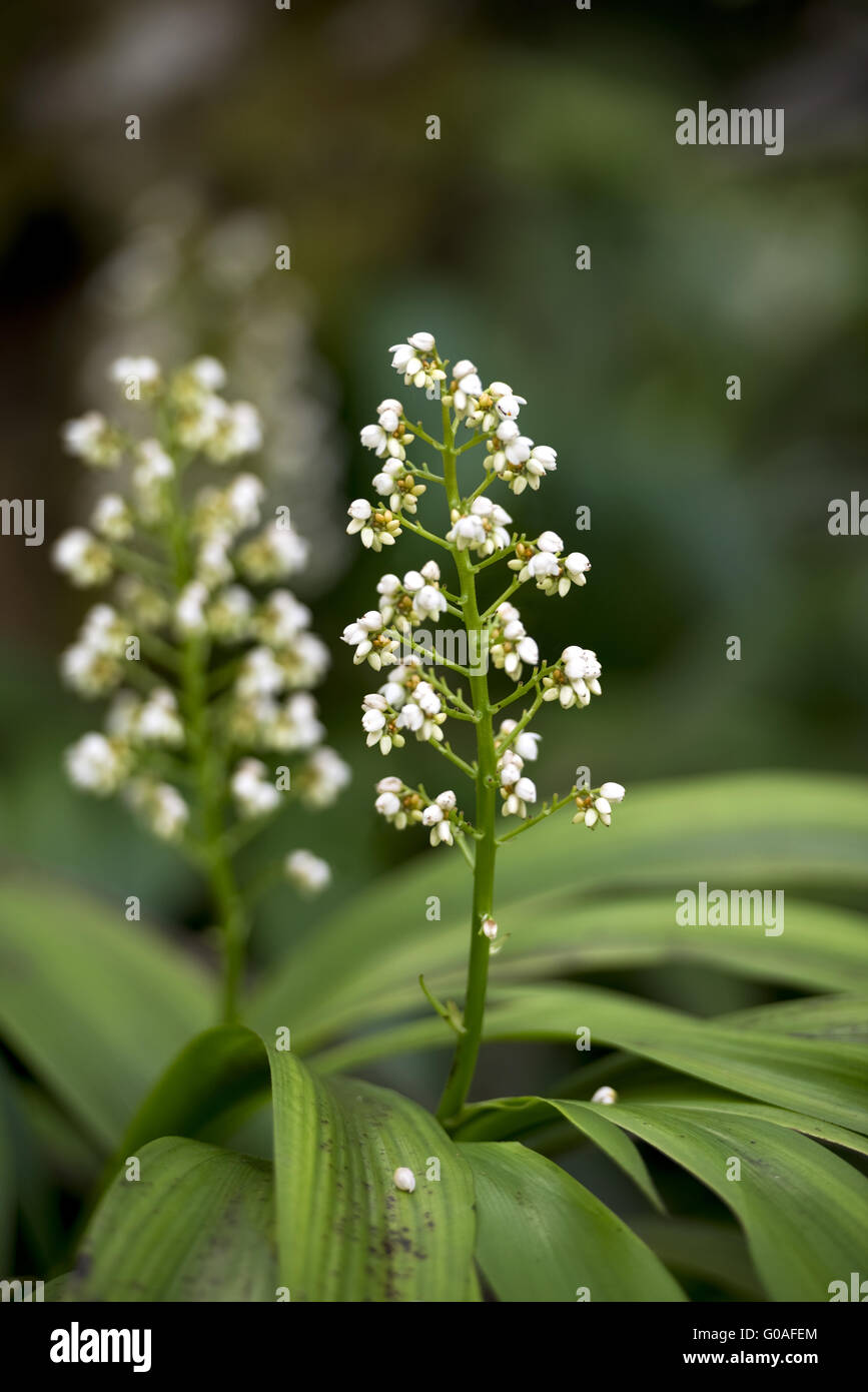 Filigree flower hi-res stock photography and images - Alamy