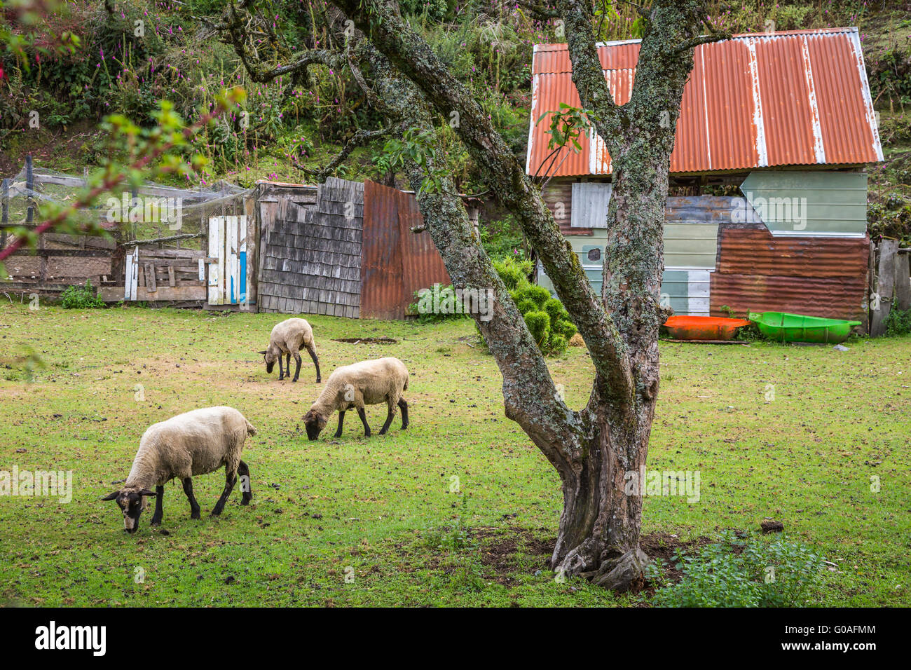 Sheep grazing in the pasture on Qunichao Island, Chile, South America ...