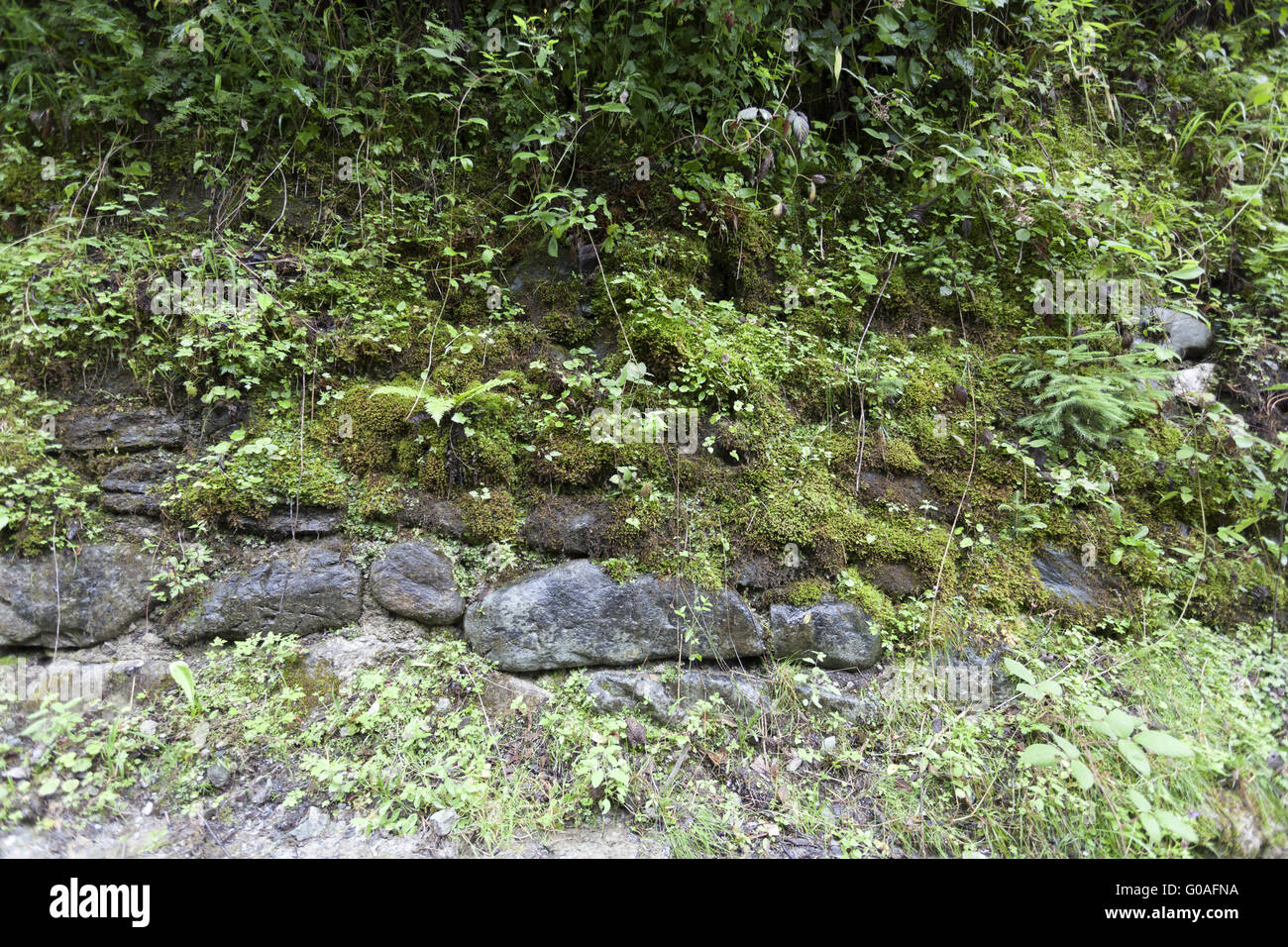 Weeds wall hi-res stock photography and images - Alamy