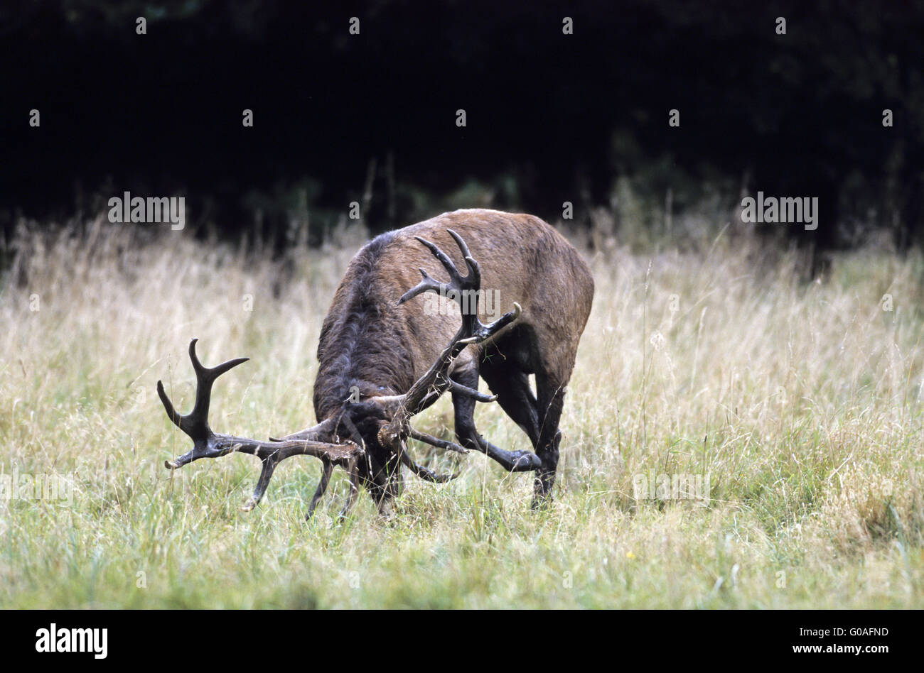 Red Deer hart attack the forest ground Stock Photo - Alamy